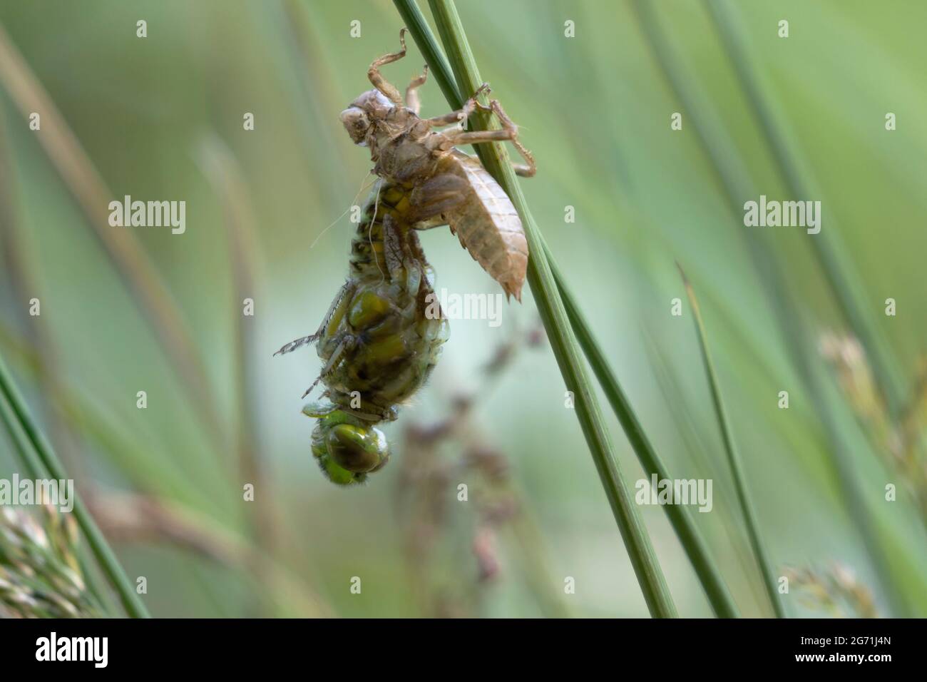 Female hatching from the exuvia hi-res stock photography and images - Alamy