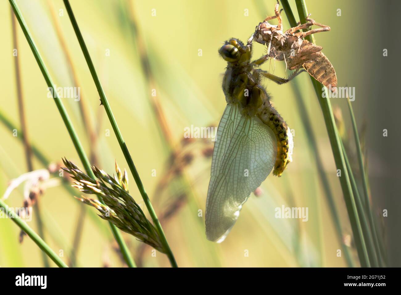 Female hatching from the exuvia hi-res stock photography and images - Alamy