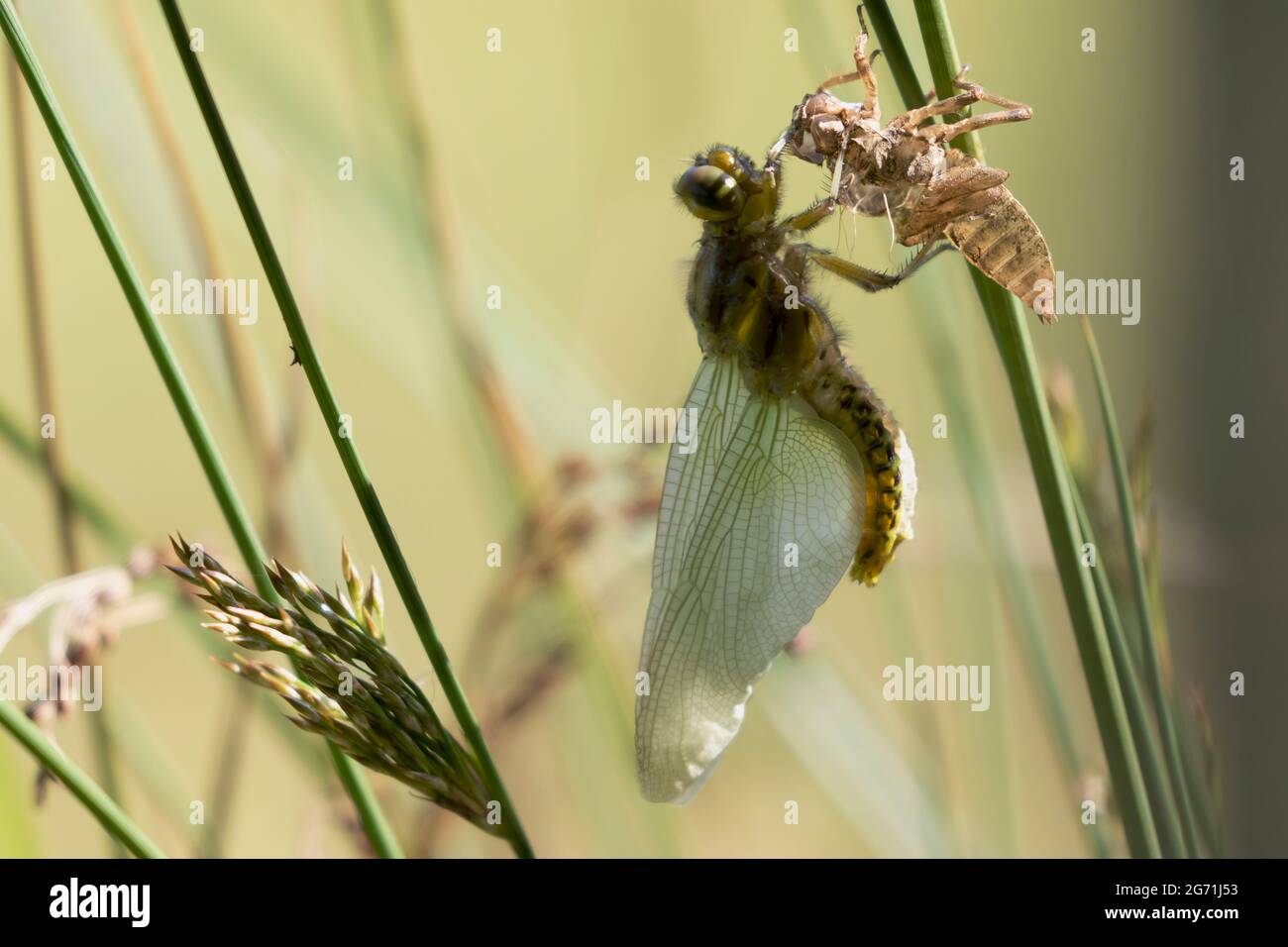 Female hatching from the exuvia hi-res stock photography and images - Alamy
