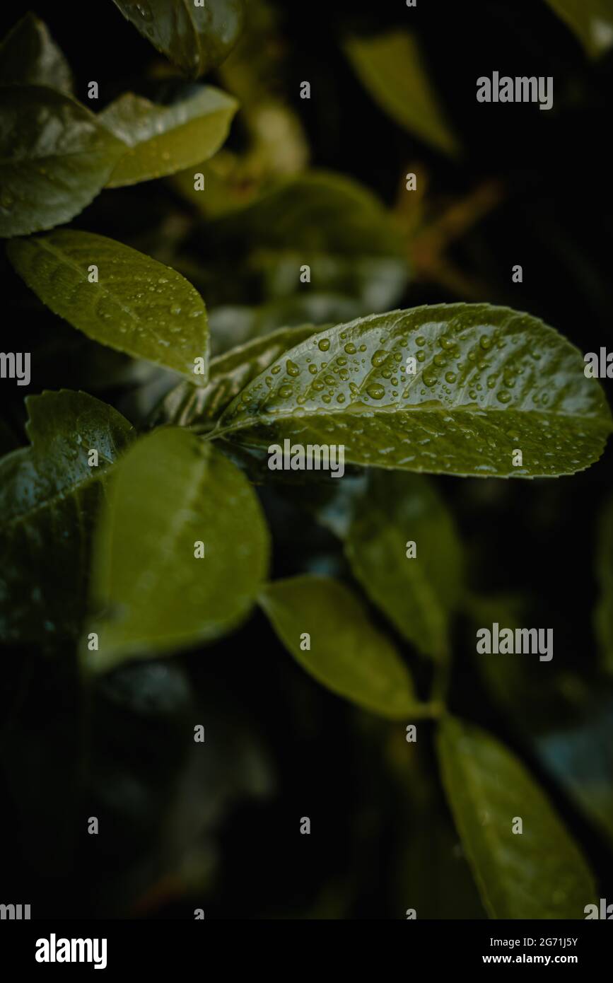 Teardrops macro hi-res stock photography and images - Alamy