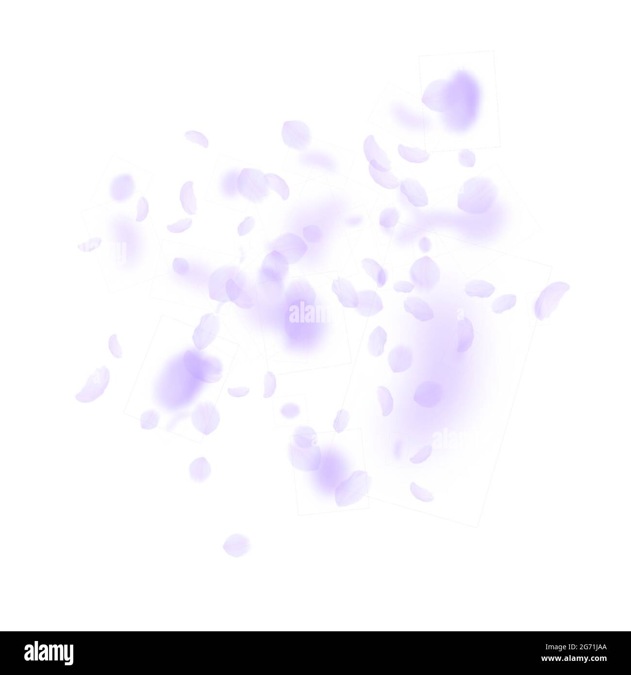 Violet flower petals falling down. Captivating romantic flowers ...