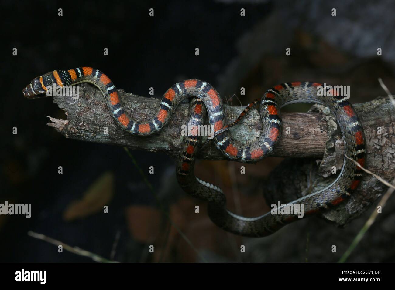 Banded flying snake hi-res stock photography and images - Alamy