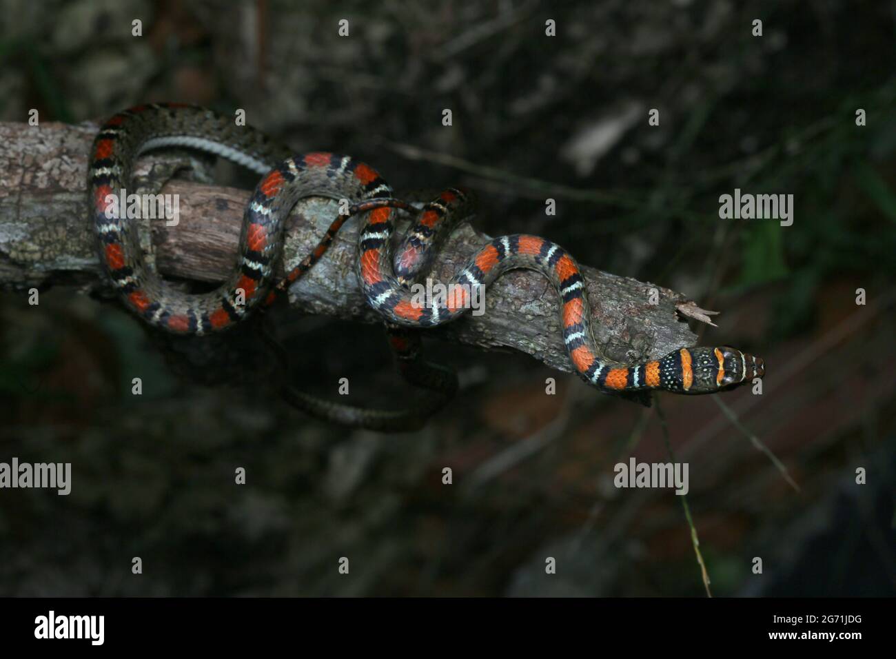 Twin-barred Flying Snake Stock Photo - Alamy