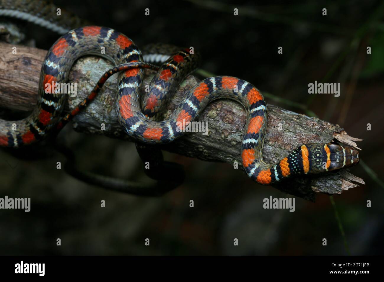 Twin-barred Flying Snake Stock Photo - Alamy