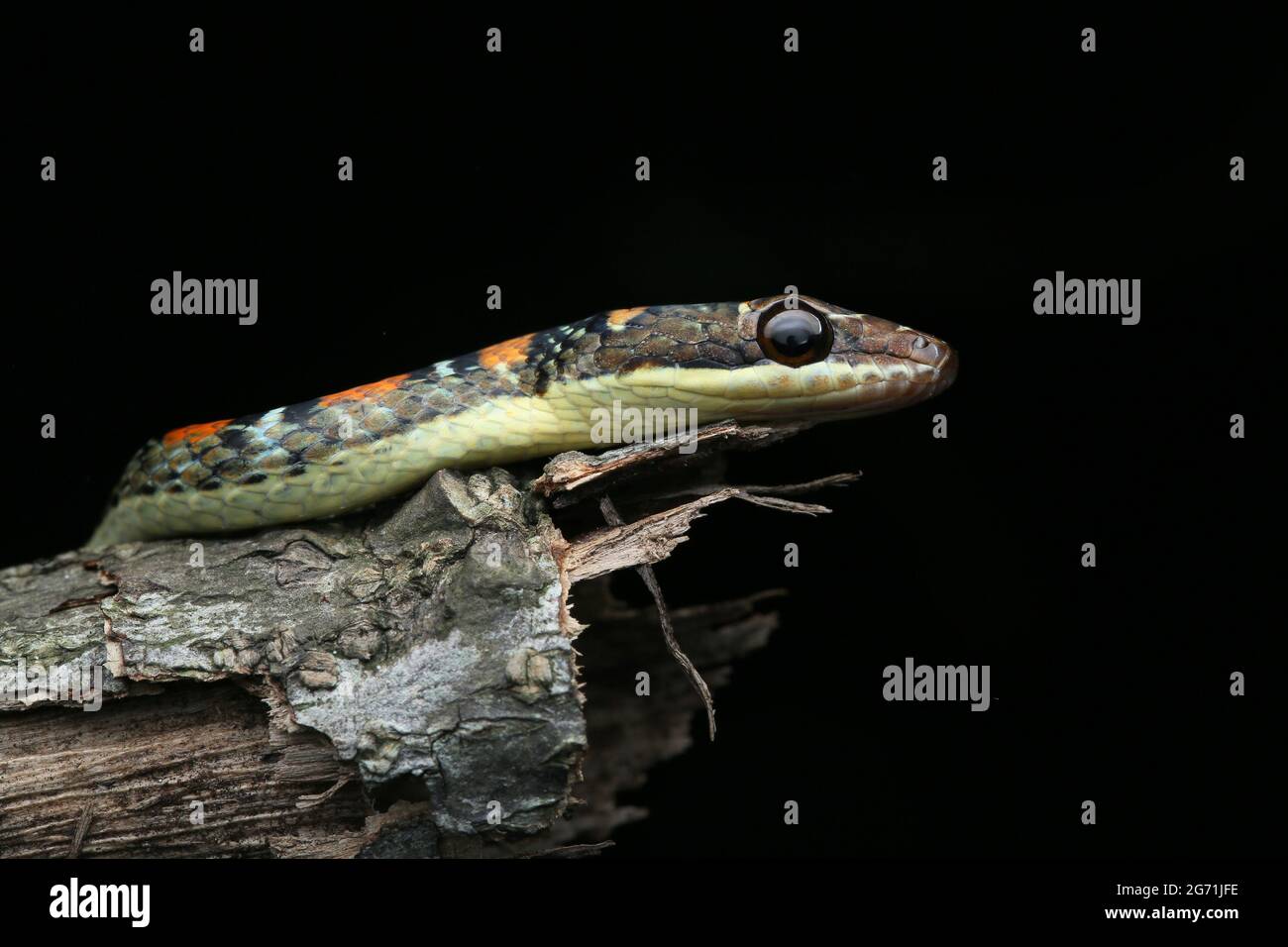 Twin-barred Flying Snake Stock Photo - Alamy
