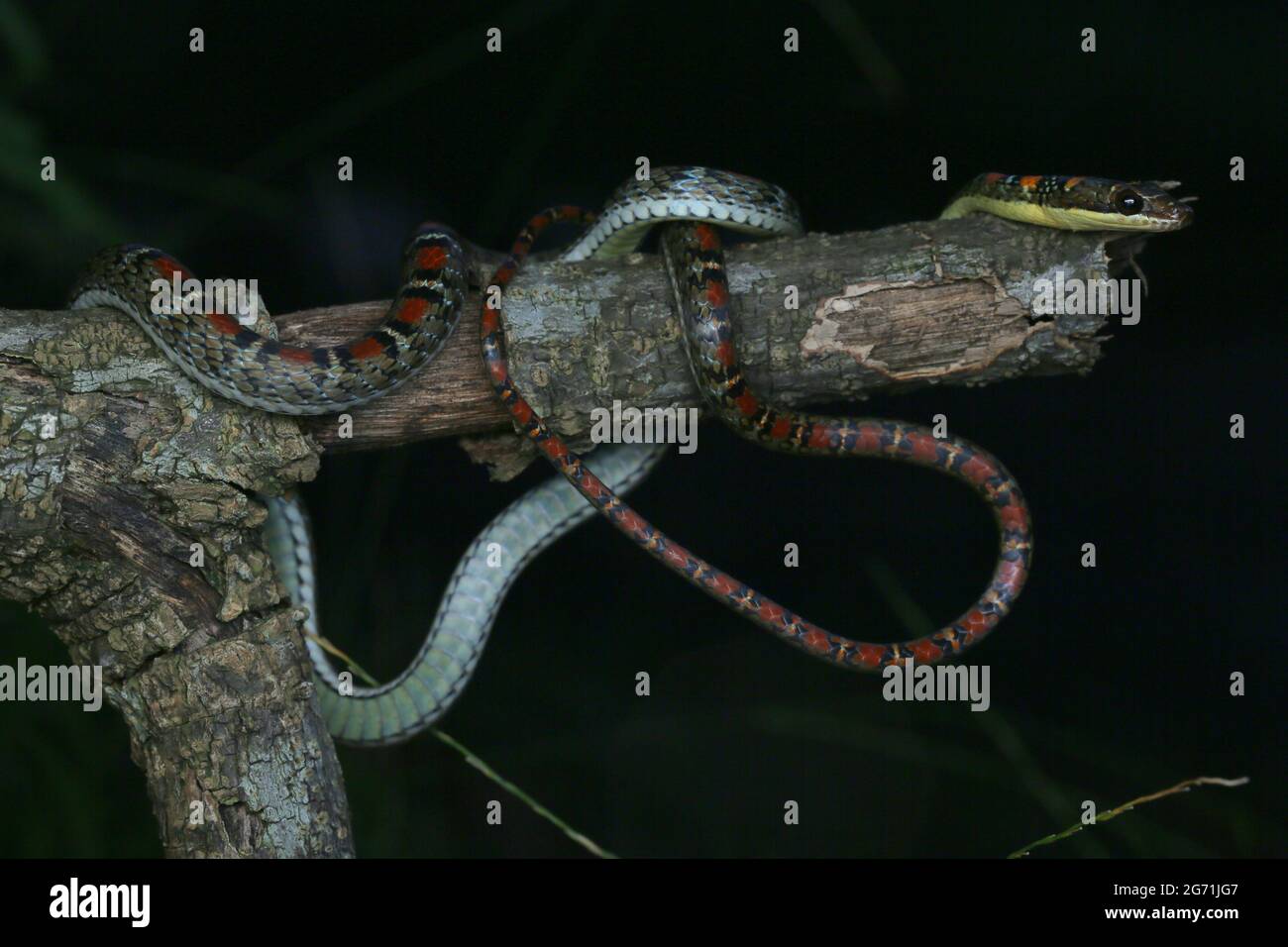 Twin-barred Flying Snake Stock Photo - Alamy