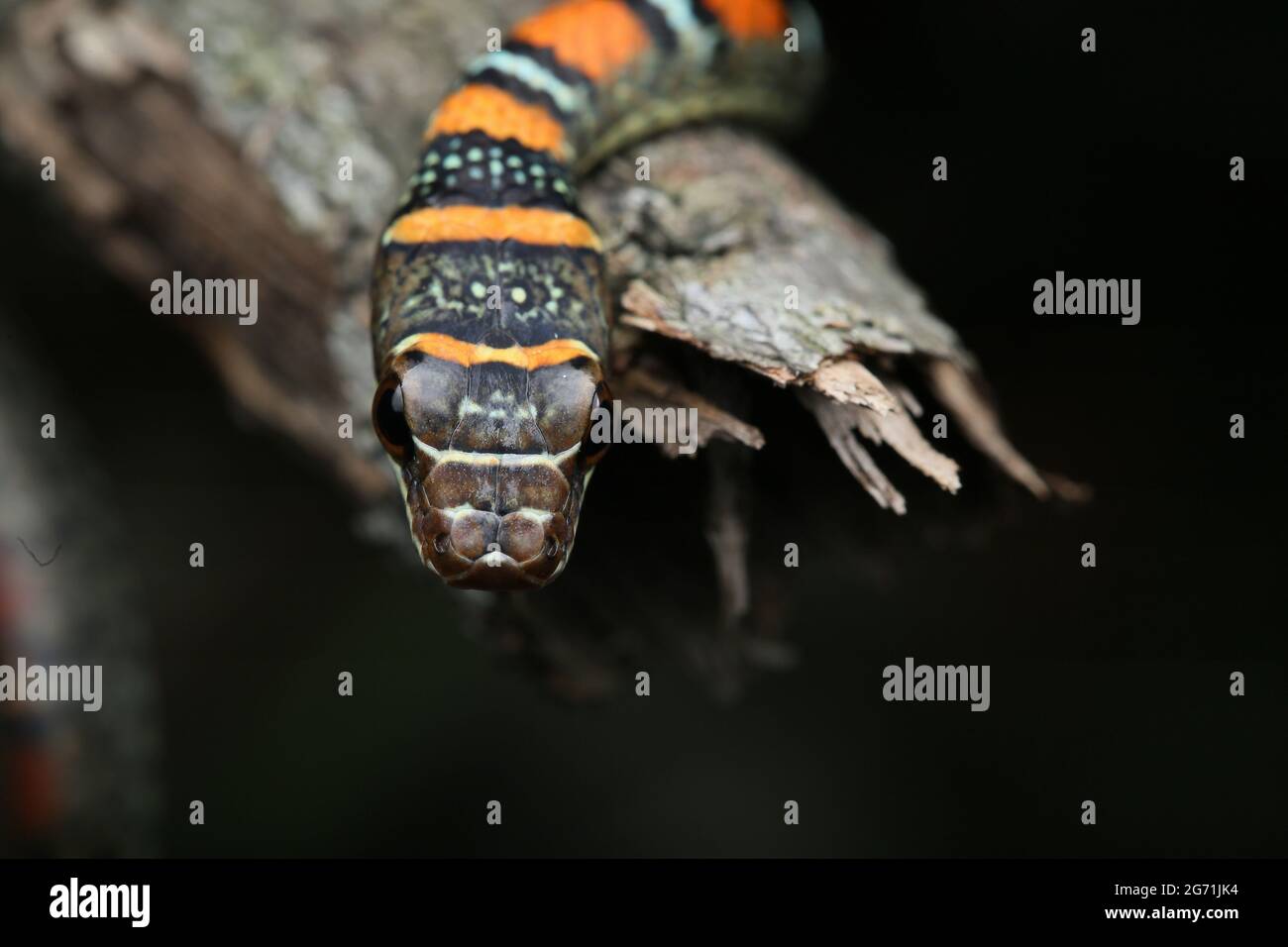 Twin-barred Flying Snake Stock Photo - Alamy