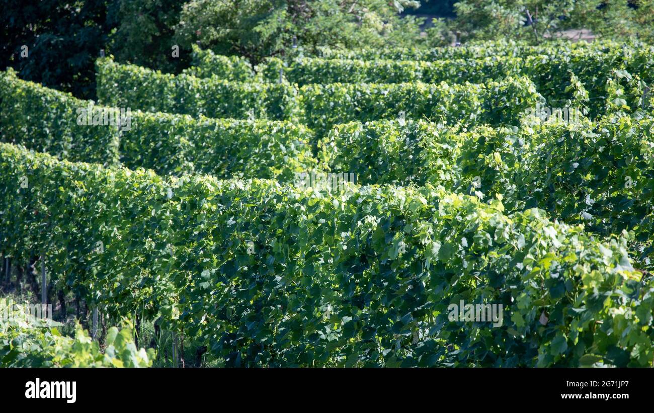 Roero is a region in Piedmont Italy famous for wine production Stock ...
