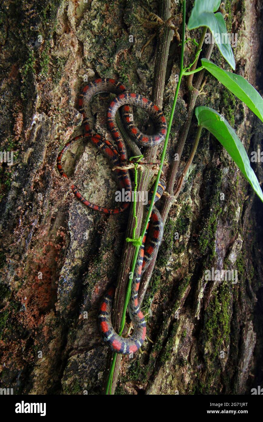 Twin-barred Flying Snake Stock Photo - Alamy