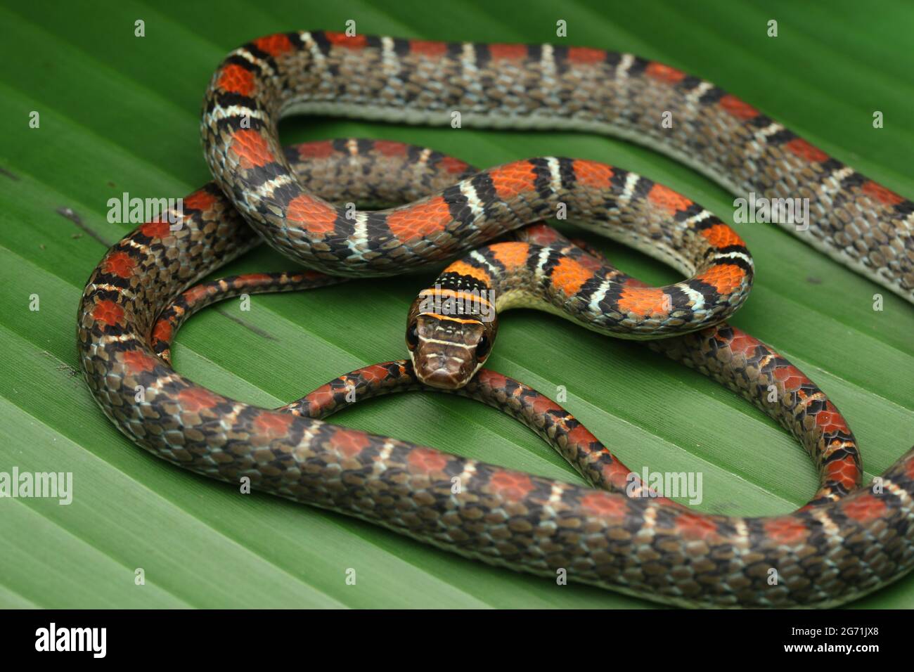 Twin-barred Flying Snake Stock Photo - Alamy