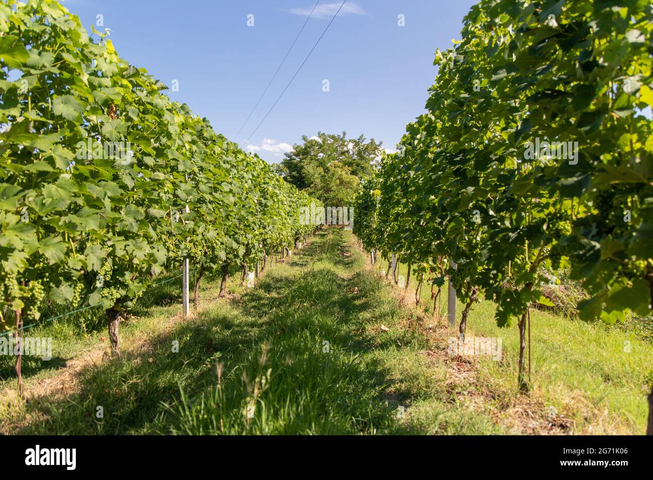 Roero is a region in Piedmont Italy famous for wine production Stock ...