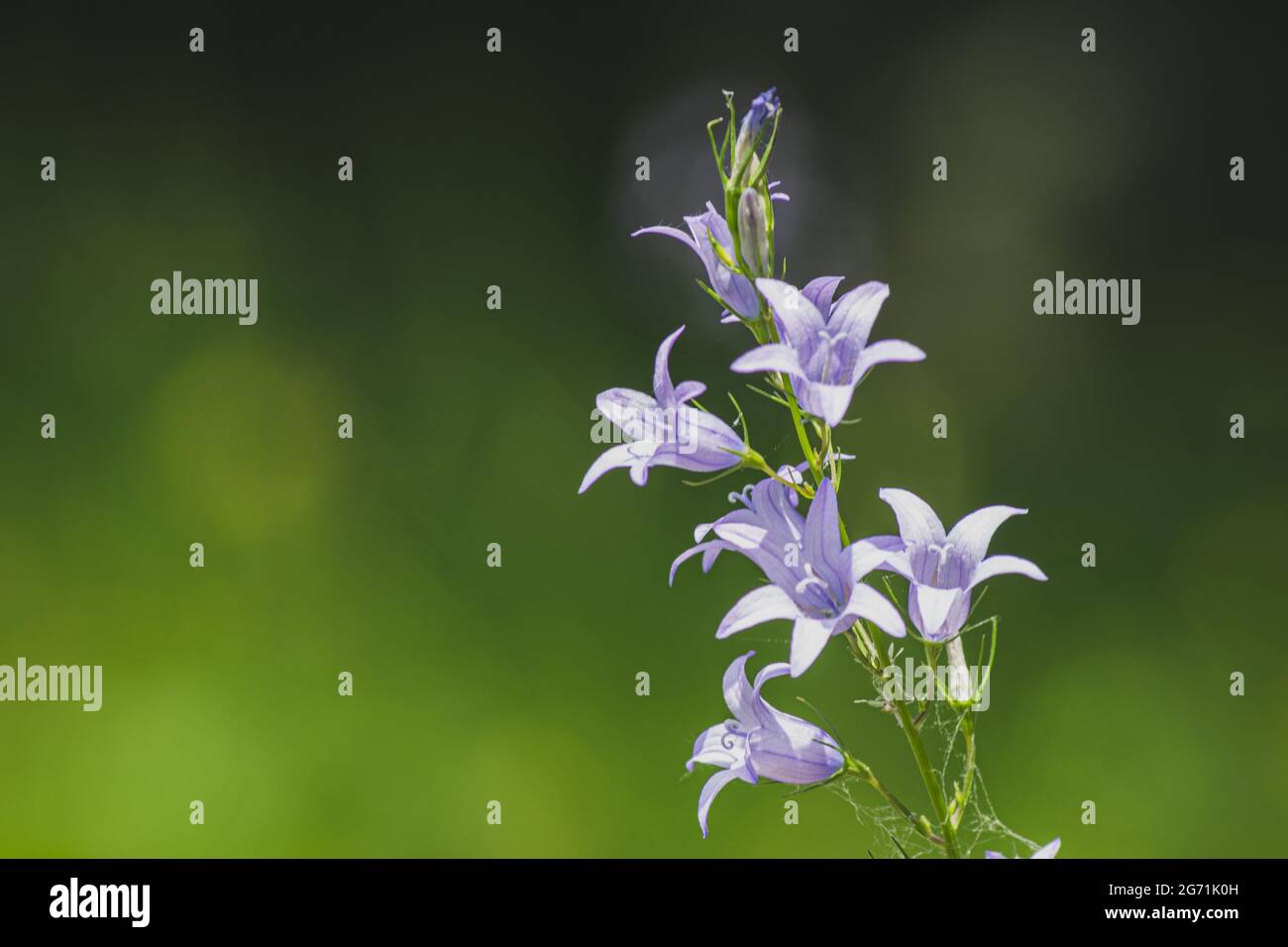 Rampion bell flower hi-res stock photography and images - Alamy