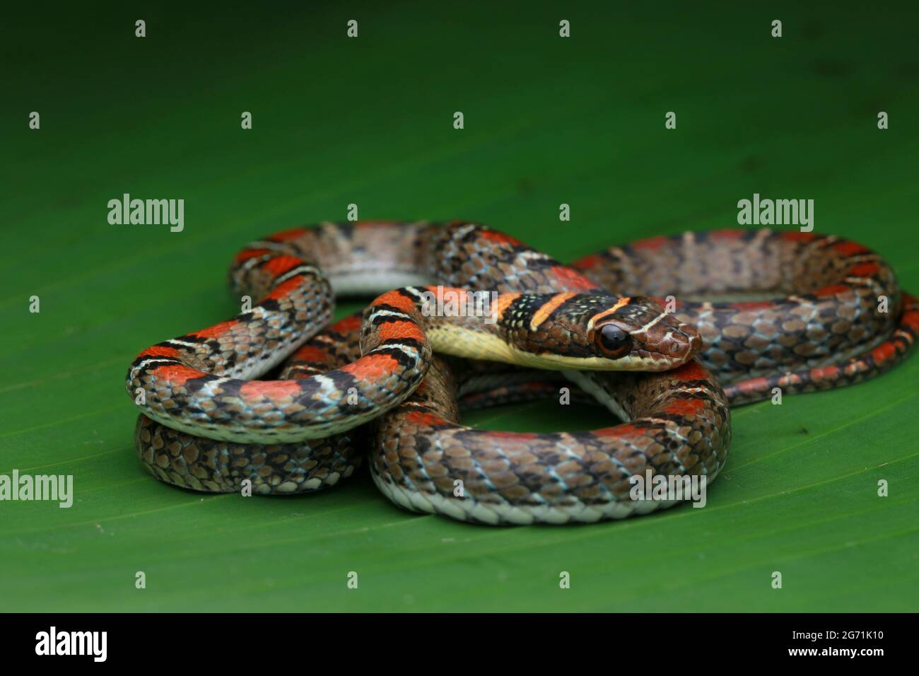 Twin-barred Flying Snake Stock Photo - Alamy