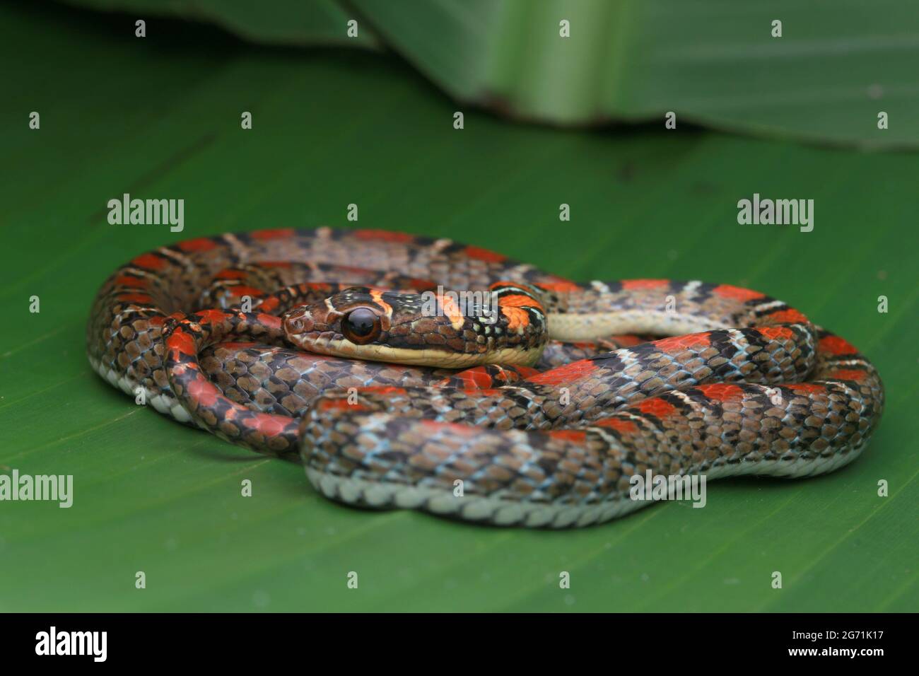 Twin Barred Tree Snake
