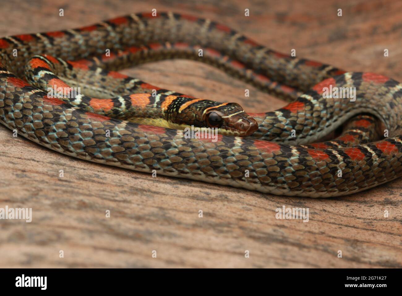 Twin-barred Flying Snake Stock Photo - Alamy