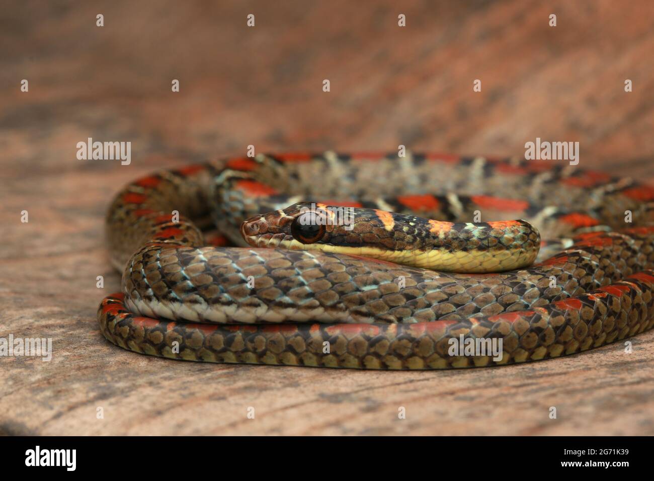 Twin-barred Flying Snake Stock Photo - Alamy