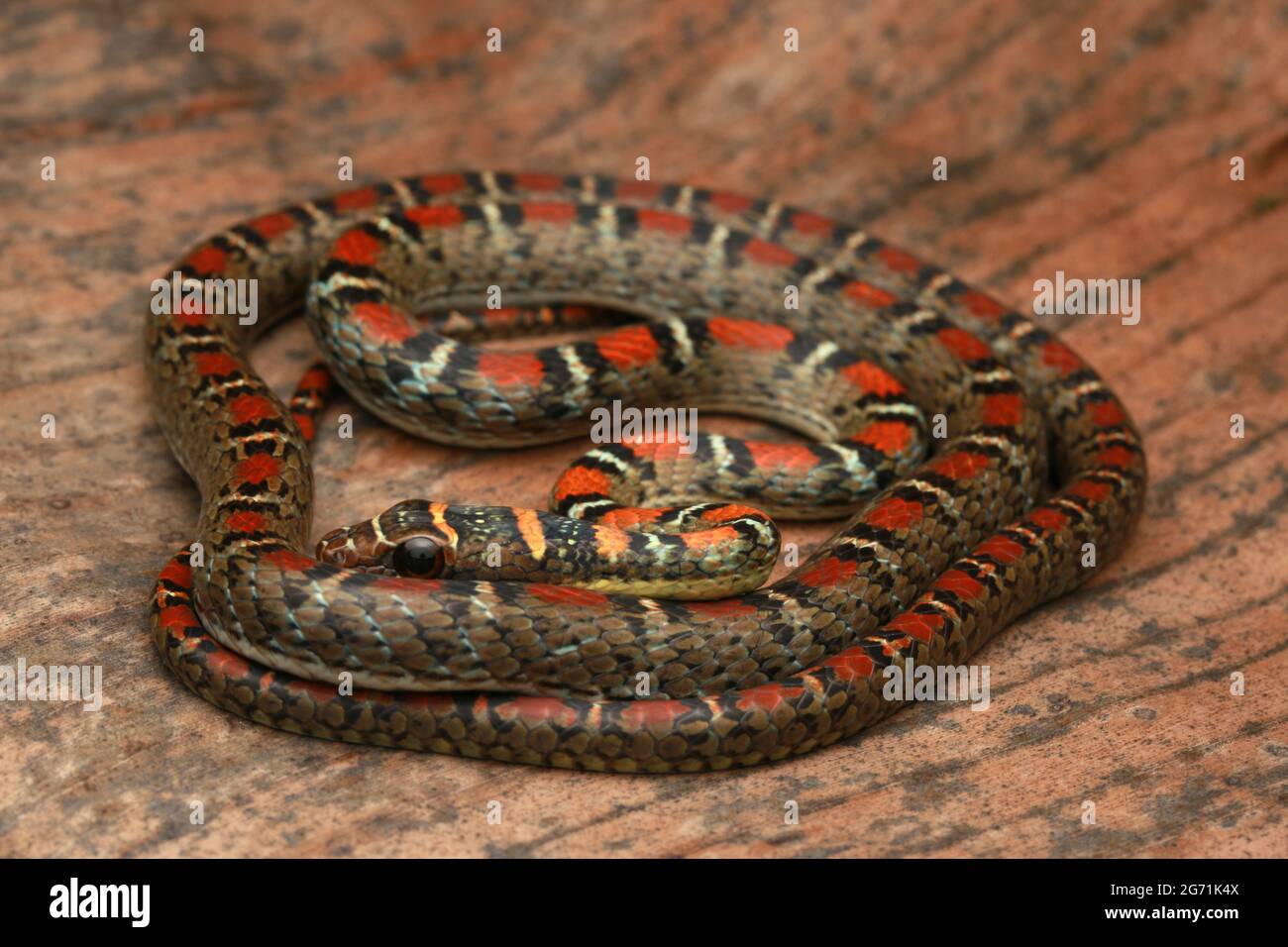 Twin-barred Flying Snake Stock Photo - Alamy