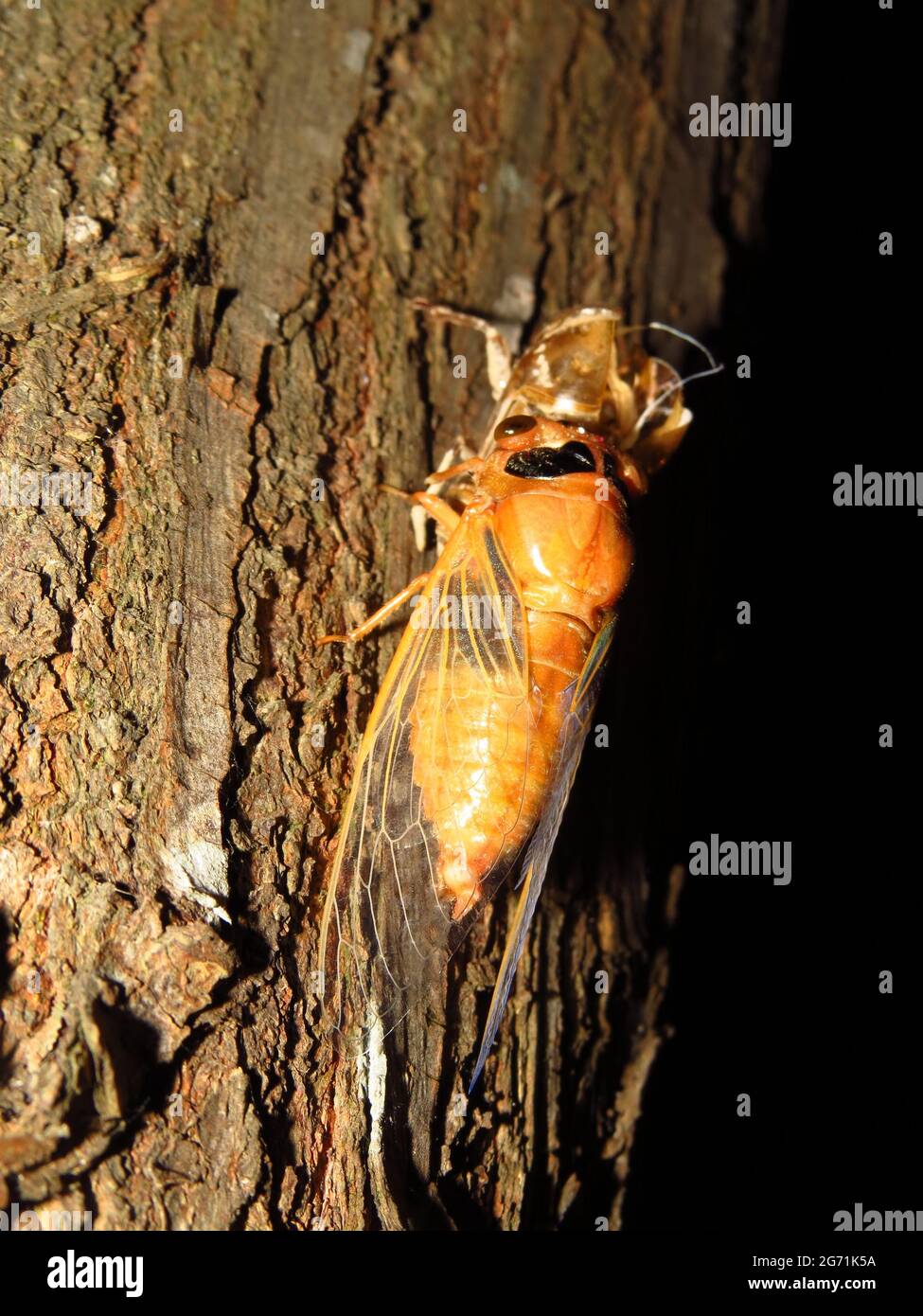 Vertical shot of cicada insects crawling out of the soil and molts ...