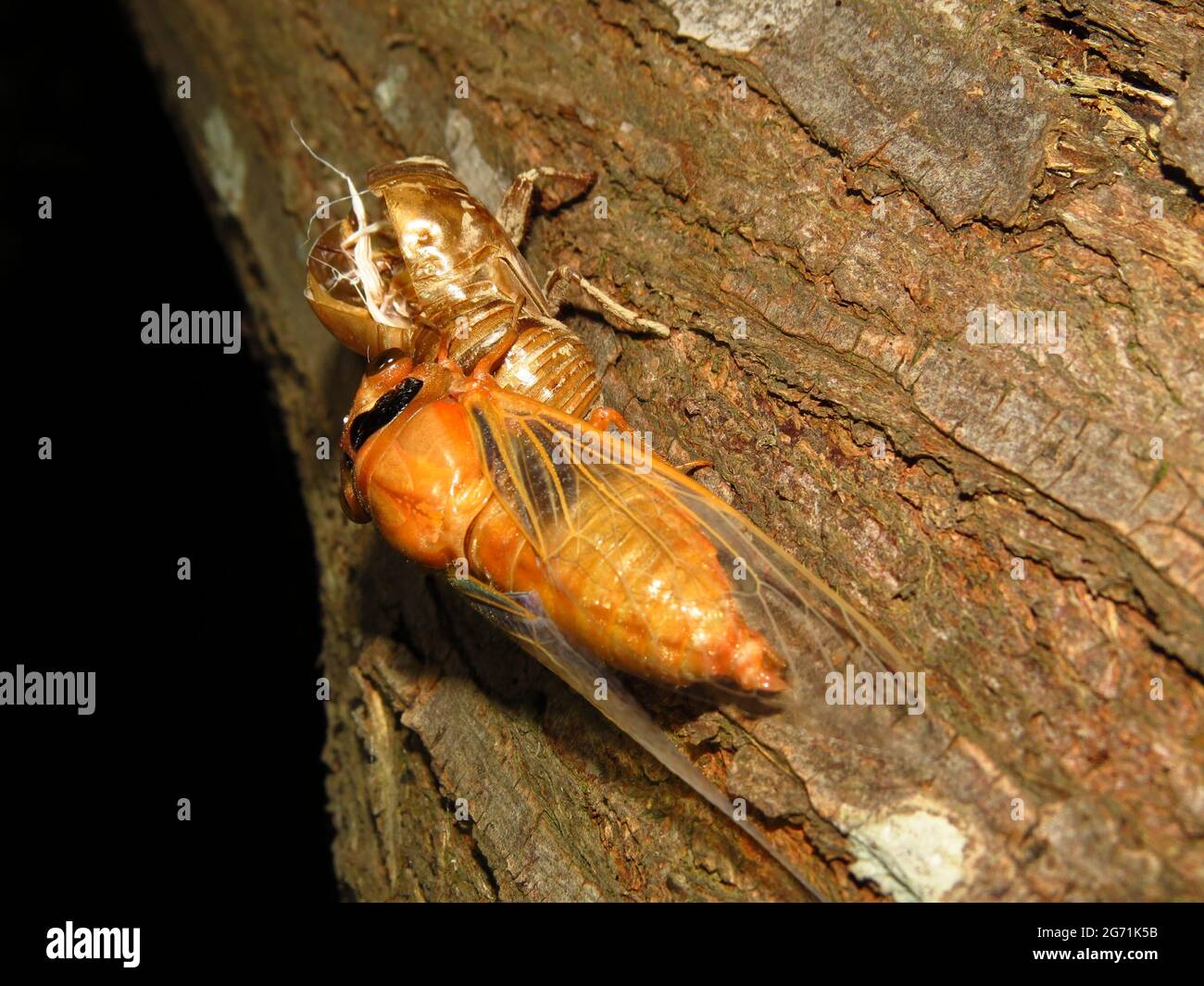 Closeup shot of a cicada insect crawling out of the soil and molts ...