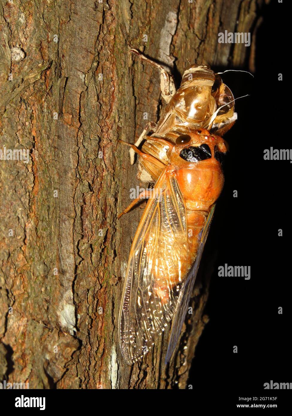 Closeup shot of a cicada insect crawling out of the soil and molts ...