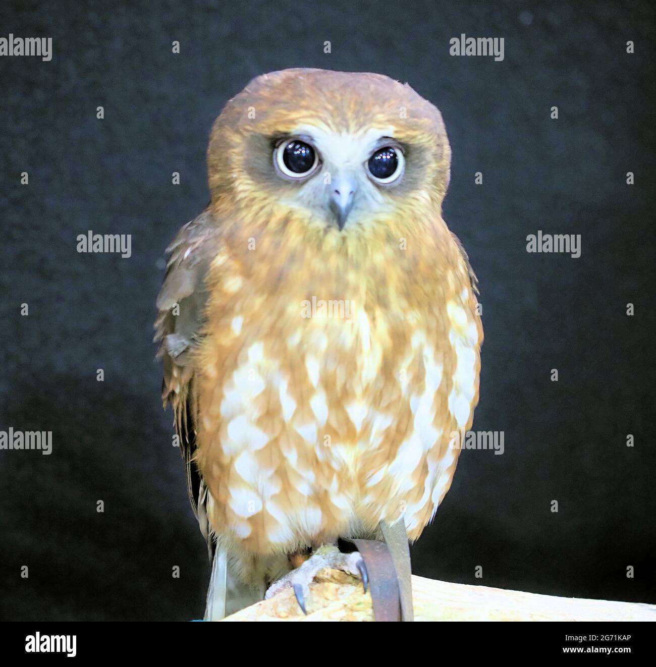 Vertical shot of an owl Stock Photo - Alamy