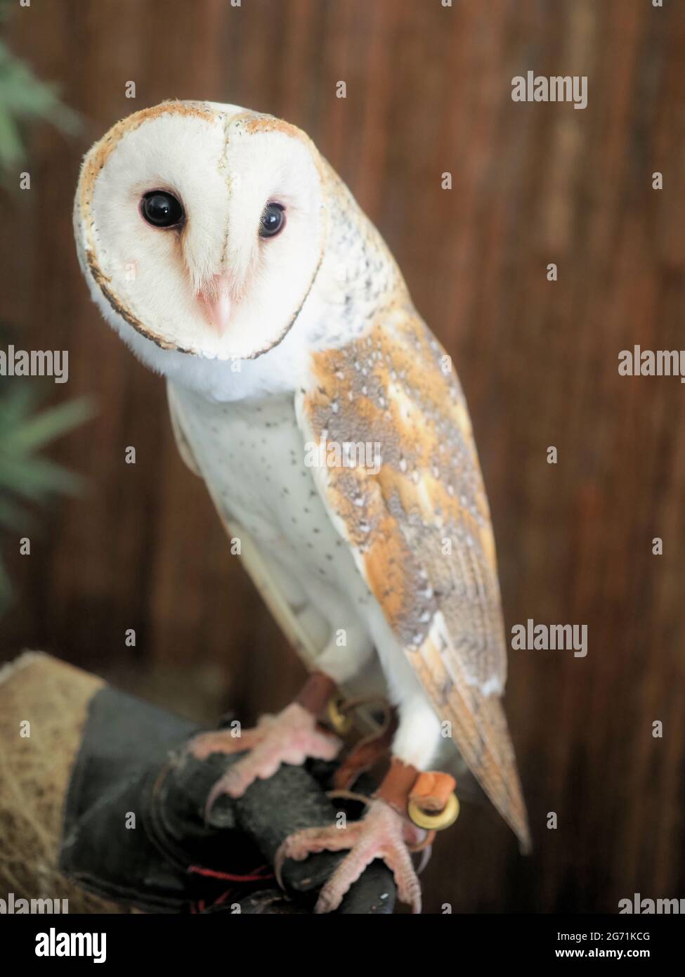 Vertical shot of a barn owl Stock Photo - Alamy