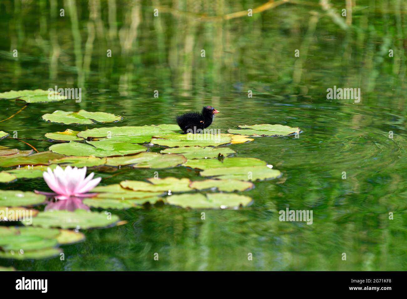 Young Pond claw chick (Gallinula chloropus) on lily pad Stock Photo - Alamy