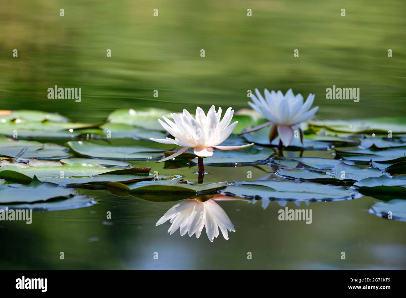 Lily lilies pond hi-res stock photography and images - Alamy