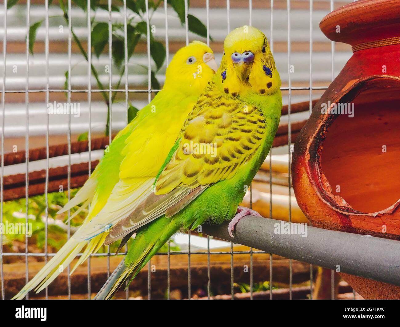 Two beautiful budgerigar parrots in the cell in sunlight Stock Photo ...