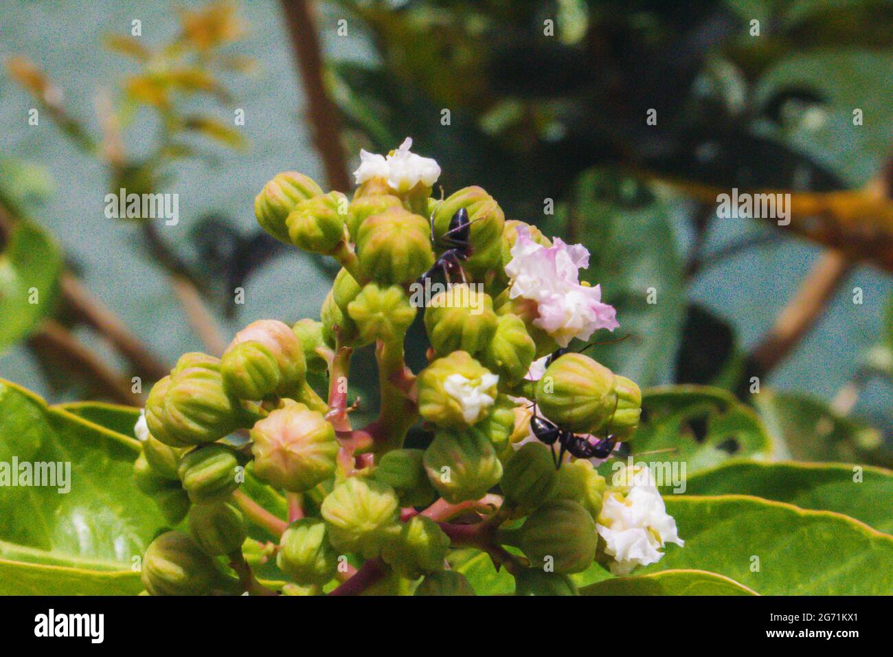Selective focus of Button mangrove fruit buds with bright green leaves ...