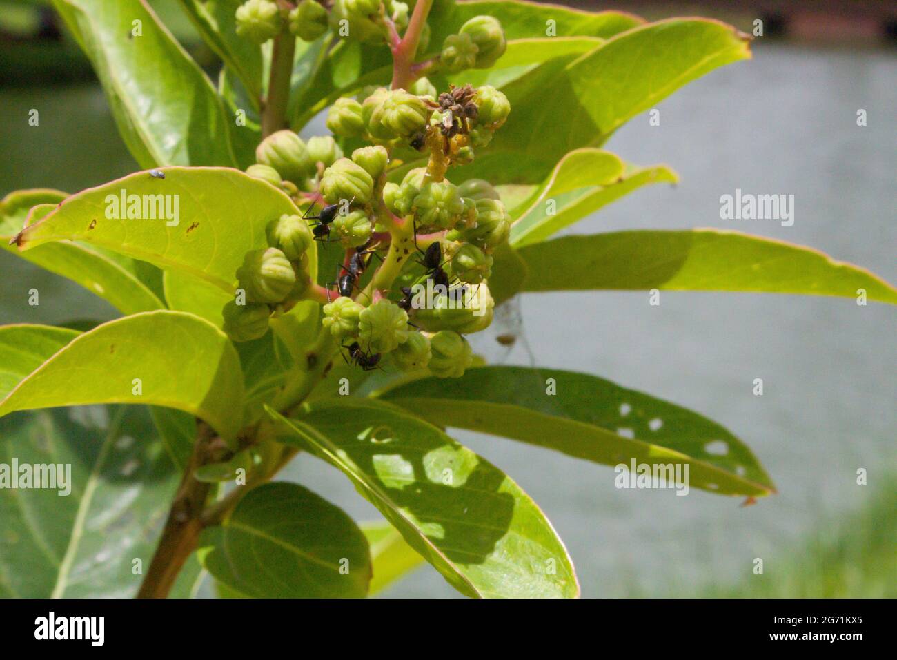 Selective focus of Button mangrove fruit buds with bright green leaves ...