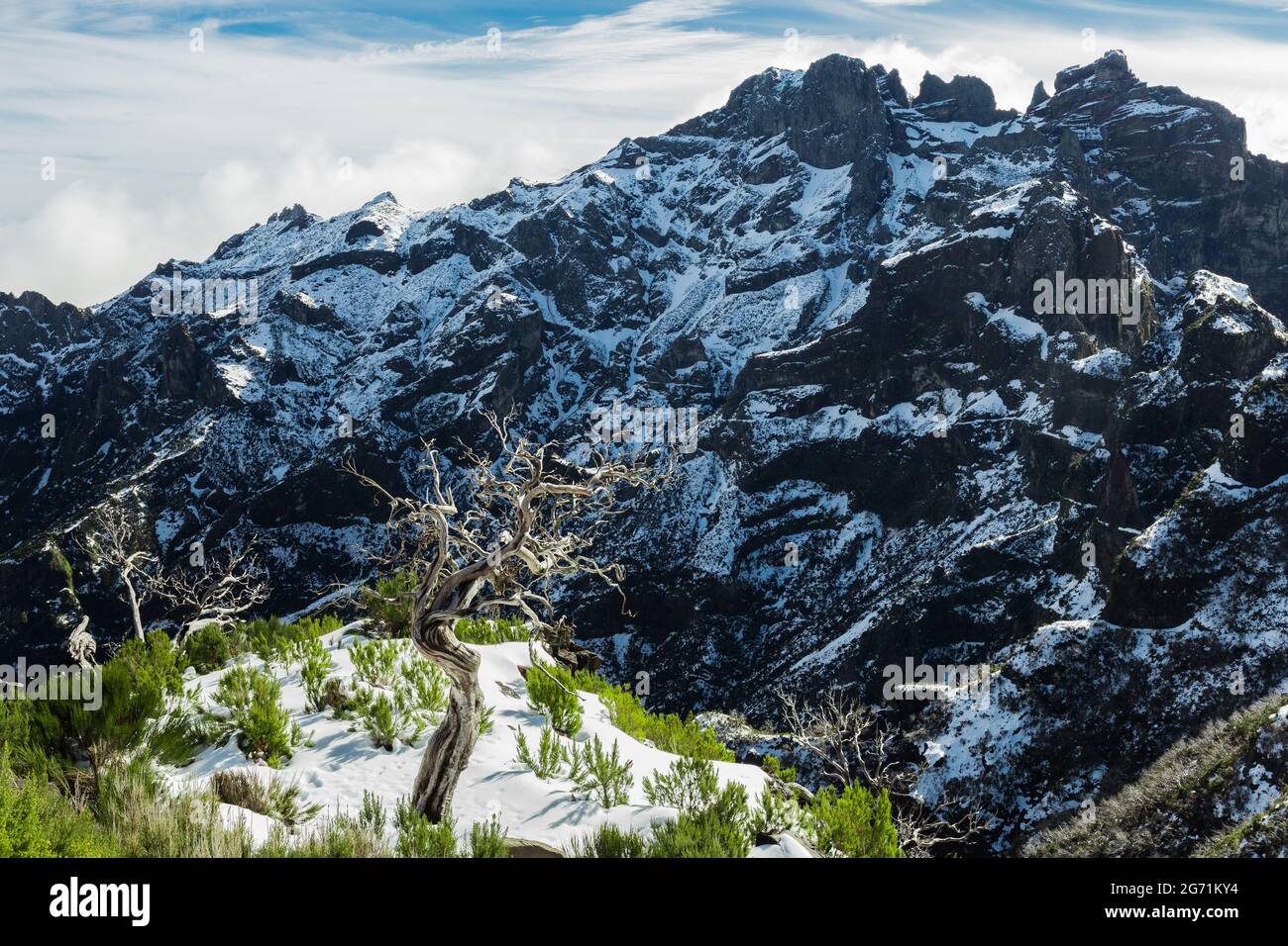 Old tree surrounded by snow in Pico Ruivo footpath in Santana, Madeira ...
