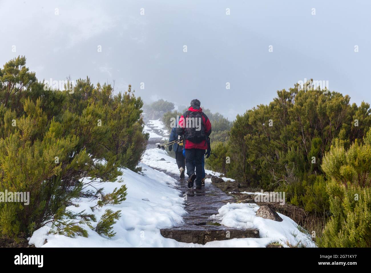 Three people hiking in Pico Ruivo footpath covered with snow in Santana ...