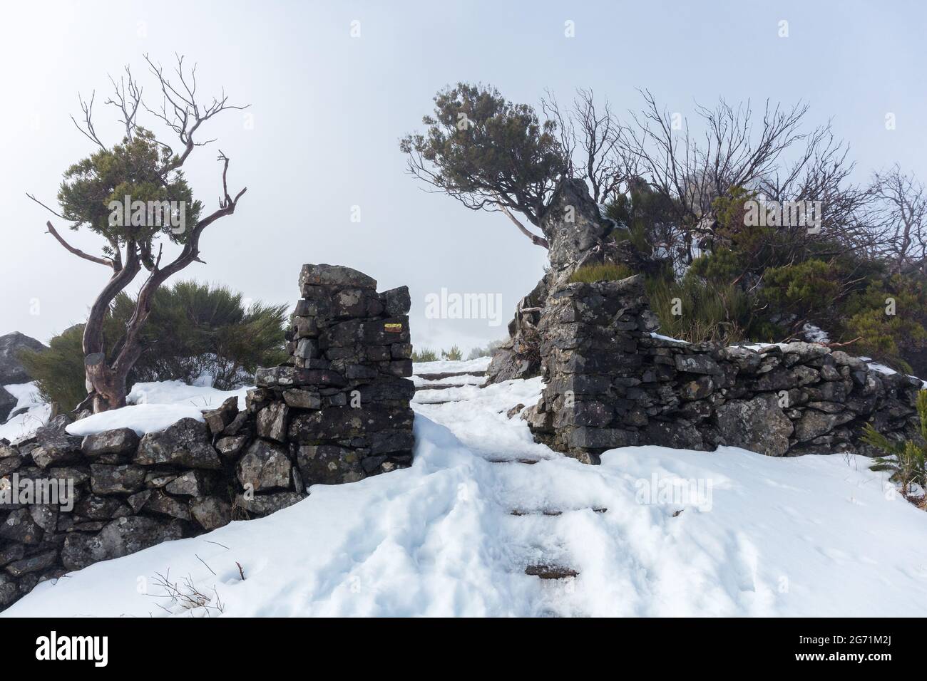 Stone wall surrounded by snow in Pico Ruivo footpath in Santana ...