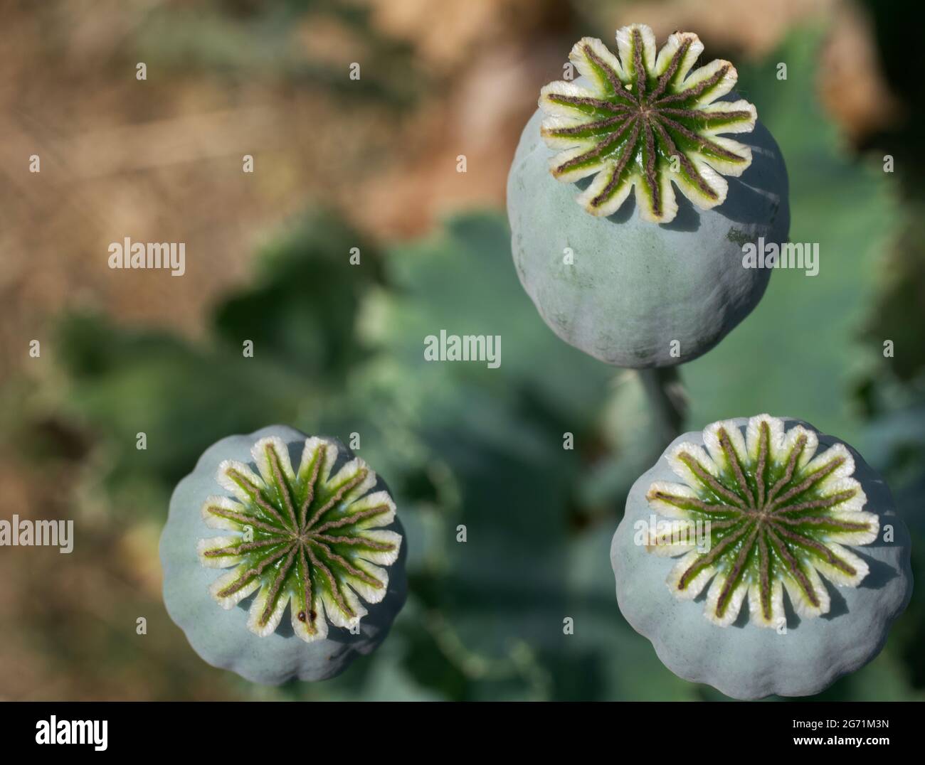 Opium Poppies Identification