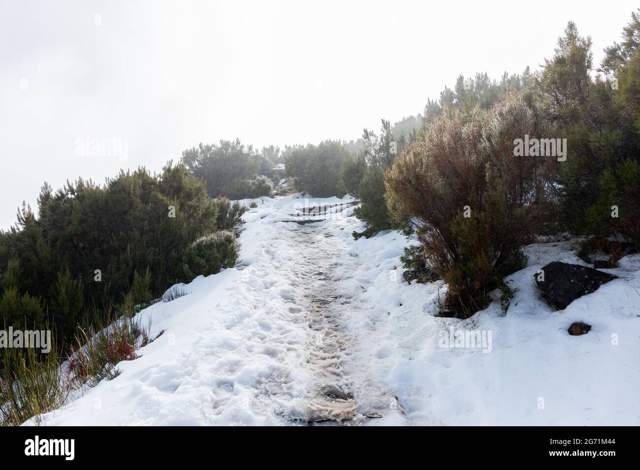 Overview of Pico Ruivo footpath covered with snow in Santana, Madeira ...