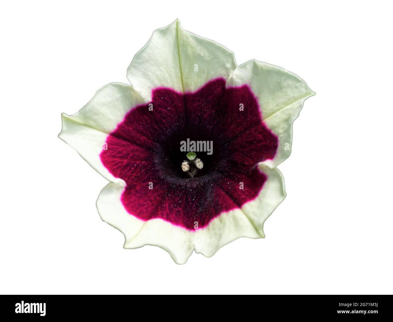 Petunia flower, close-up. Flower with variegated petals. Isolated on ...