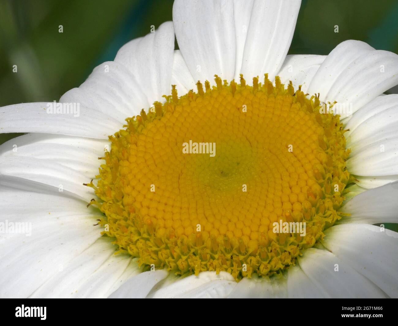 Chamomile flower, close-up. Chamomile or camomile is the common name ...