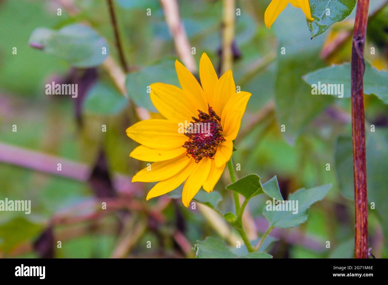 View fully bloomed sunflower hi-res stock photography and images - Alamy