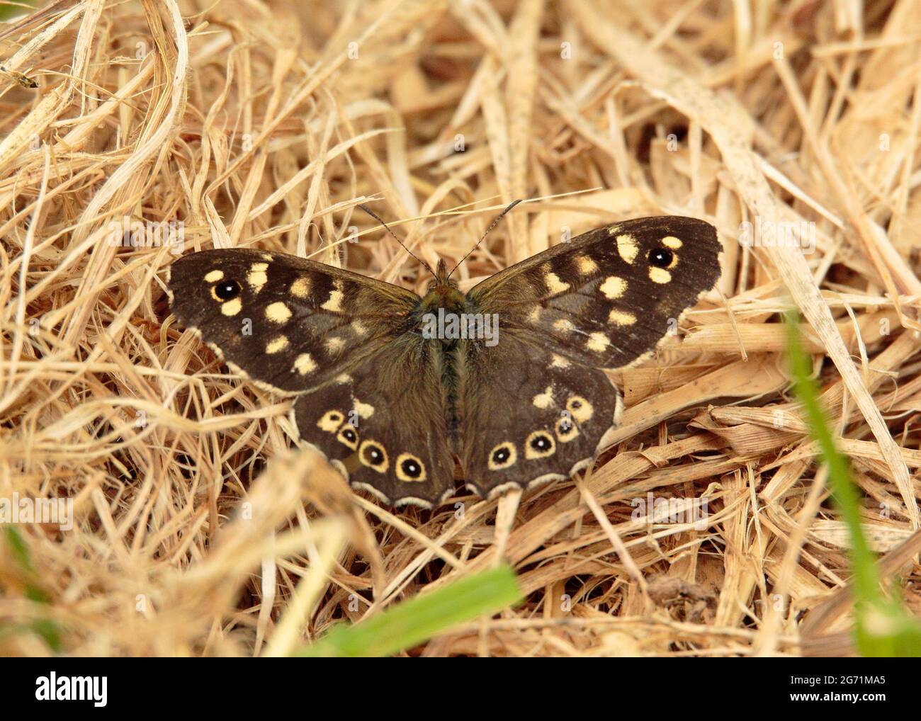 Speckled Wood Butterfly Stock Photo - Alamy