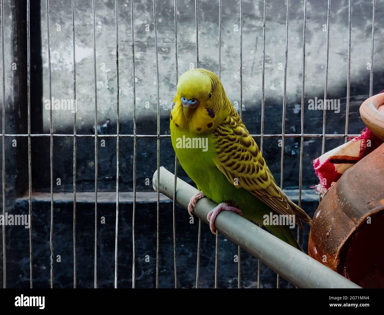 Beautiful budgerigar parrot in the cell in a zoo Stock Photo - Alamy
