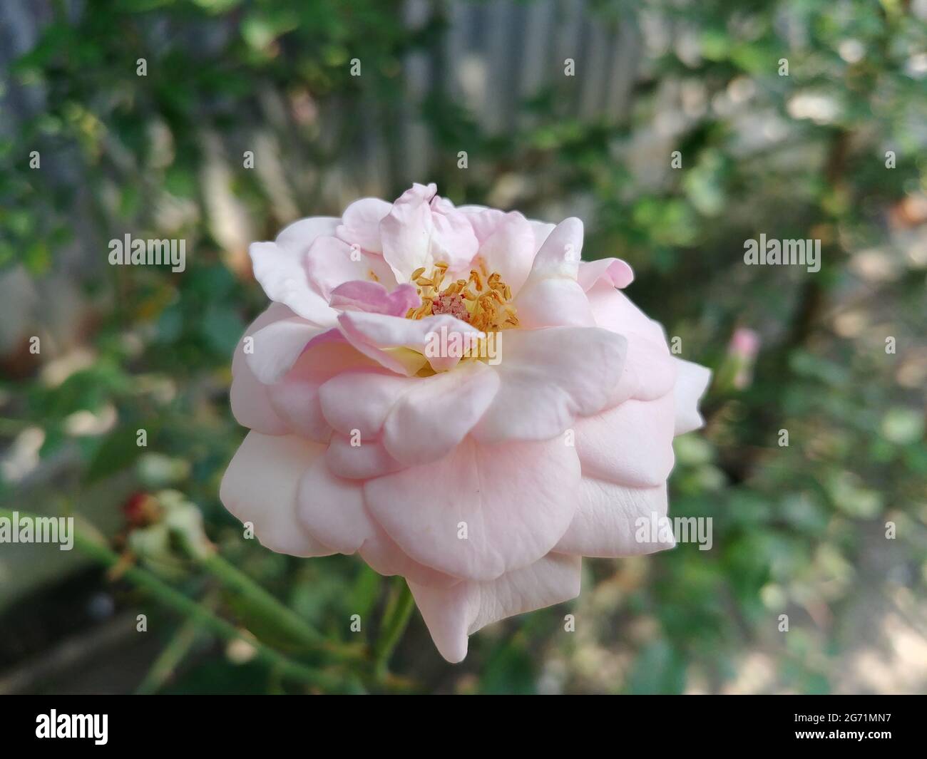 Selective focus of a fully bloomed pink rose against a blurred ...