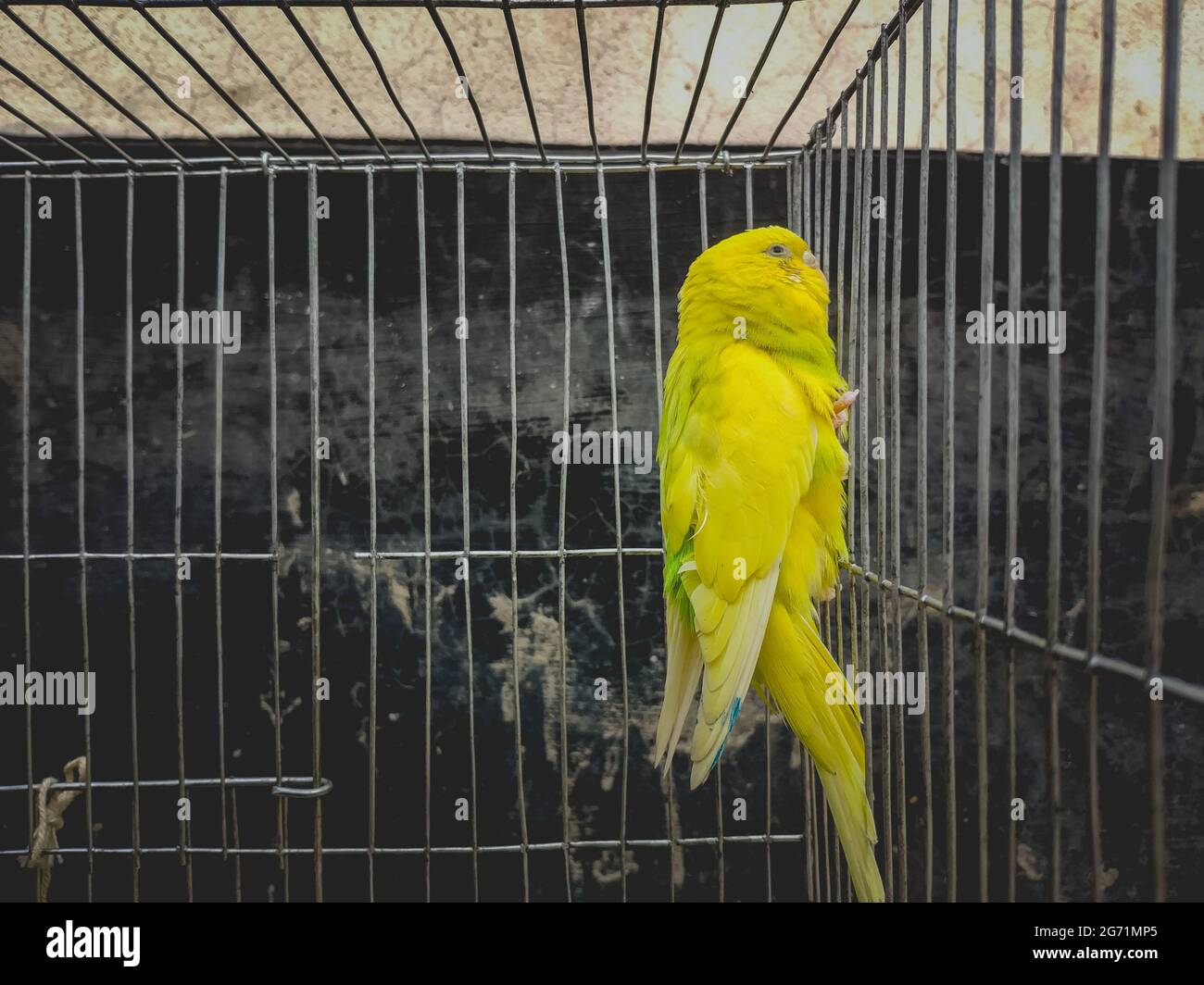 Beautiful budgerigar parrot in the cell in a zoo Stock Photo - Alamy