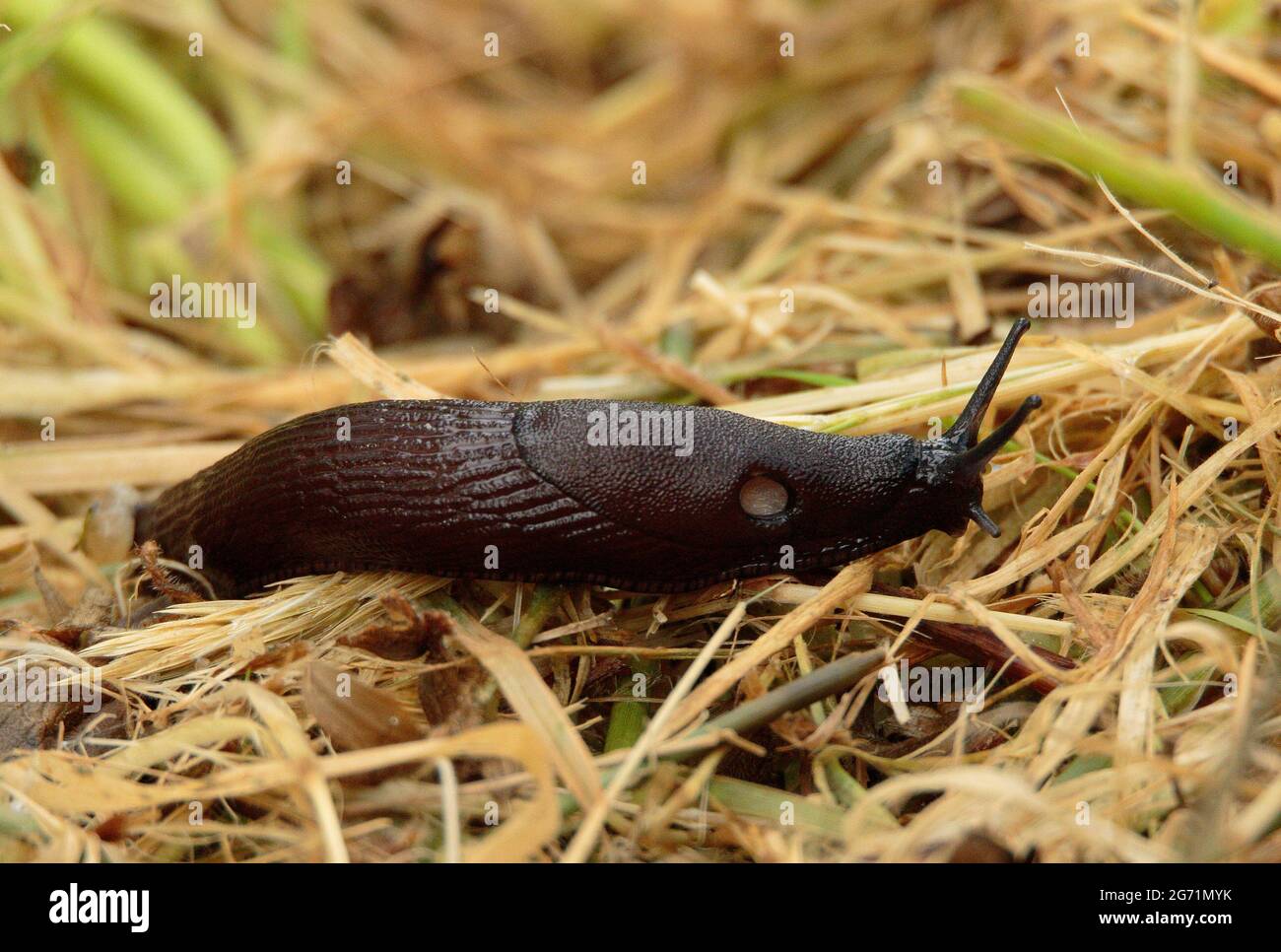 Slug slime trail hi-res stock photography and images - Alamy