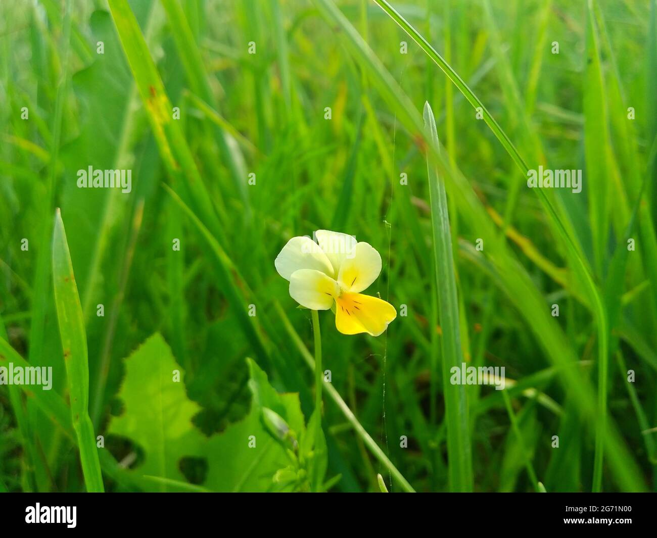 Viola arvensis is a species of violet known by the common name field ...