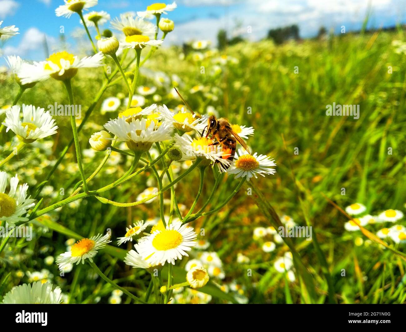 Daisy fleabane hi-res stock photography and images - Alamy