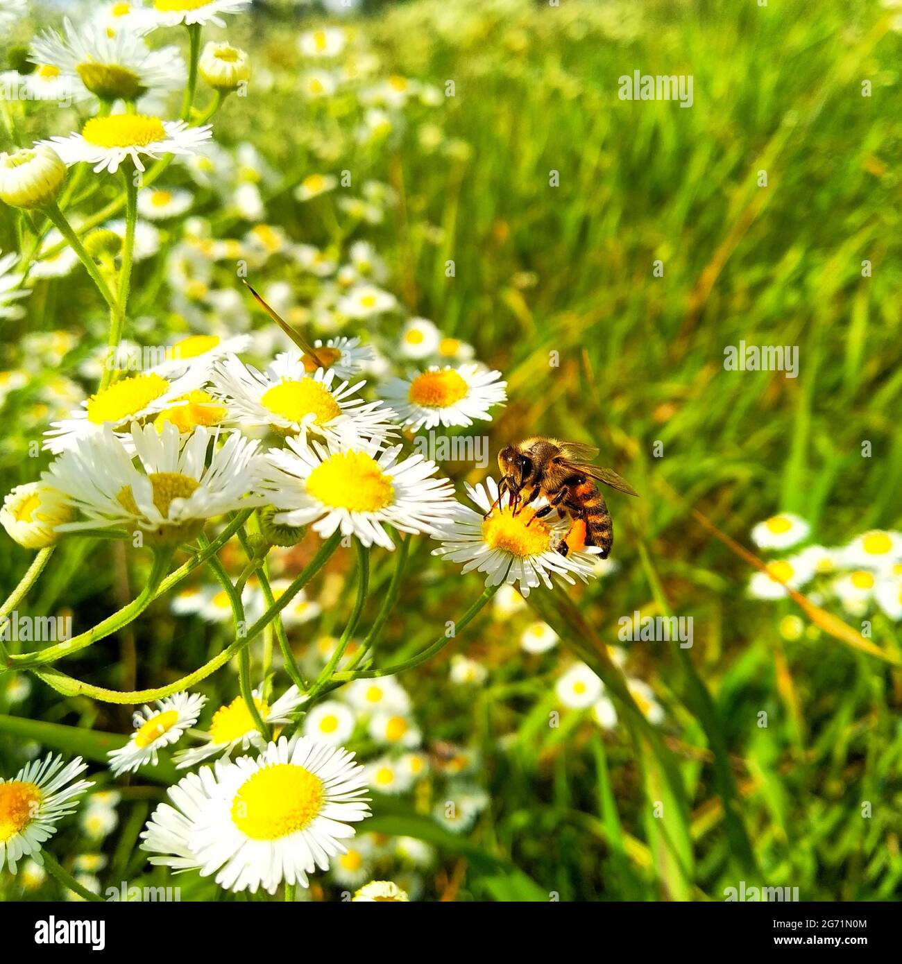 Daisy fleabane hi-res stock photography and images - Alamy