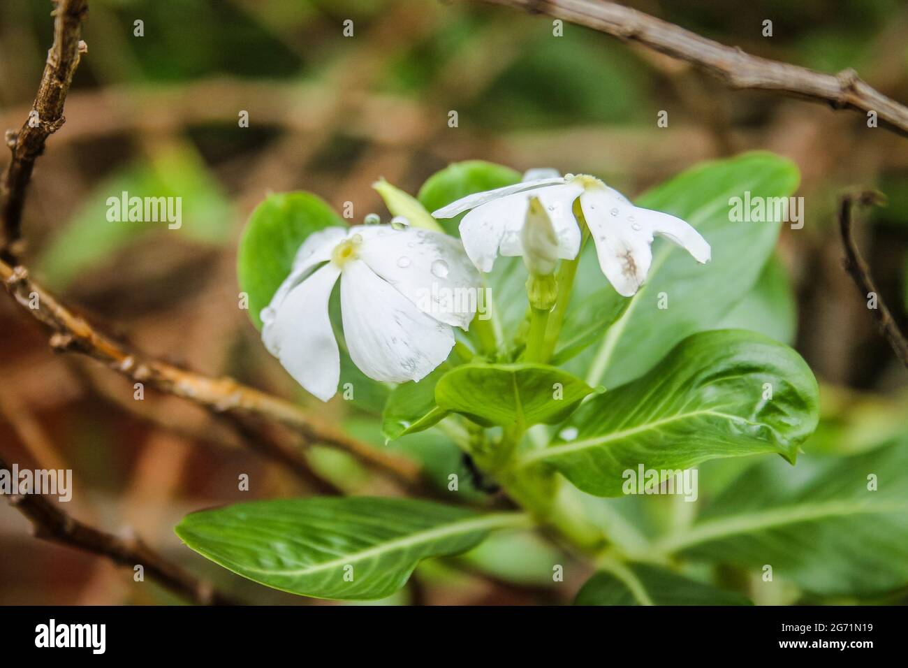 Tiny waterdrops hi-res stock photography and images - Alamy