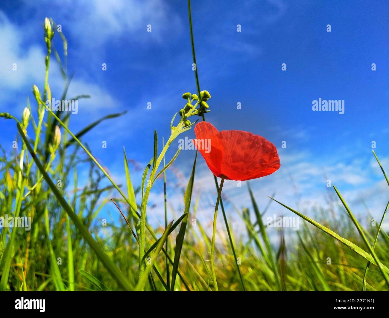 Wallpaper Poppy Flowers Desktop Wallpapers Download Red Flower Nature