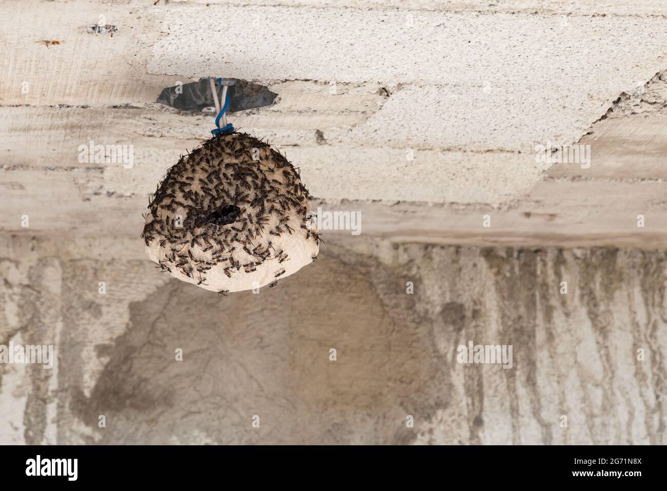 A bee's nest is formed around the light fittings of an unfinished room ...
